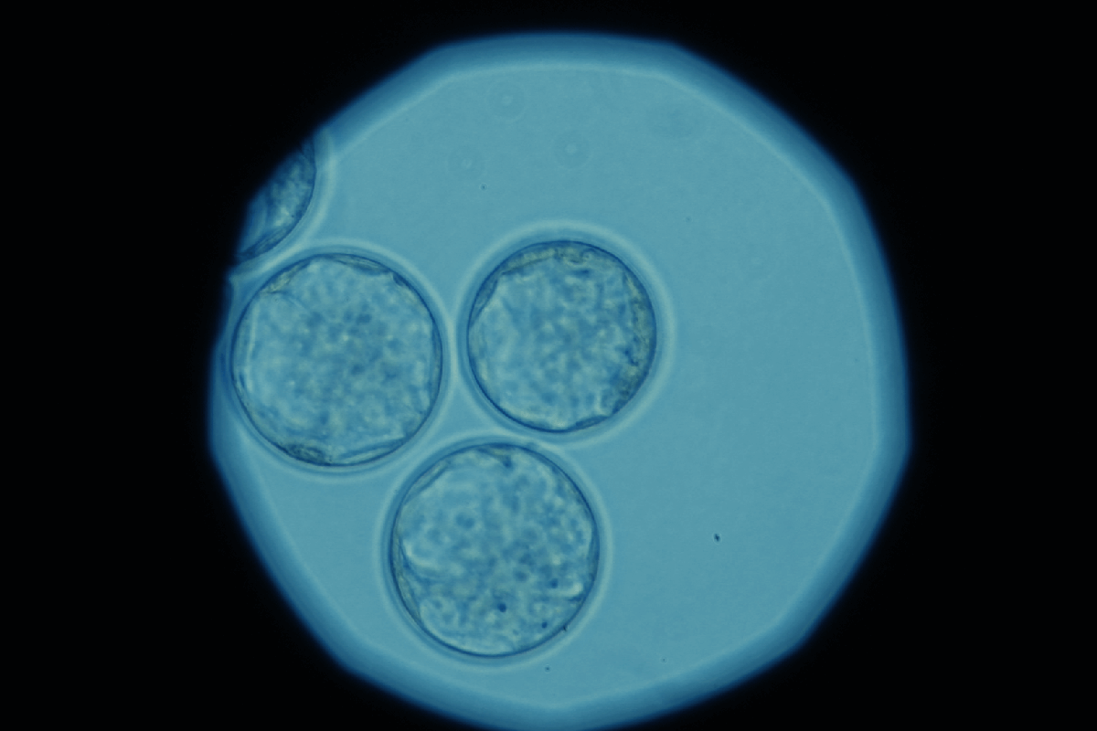 Services | The Centre for Phenogenomics